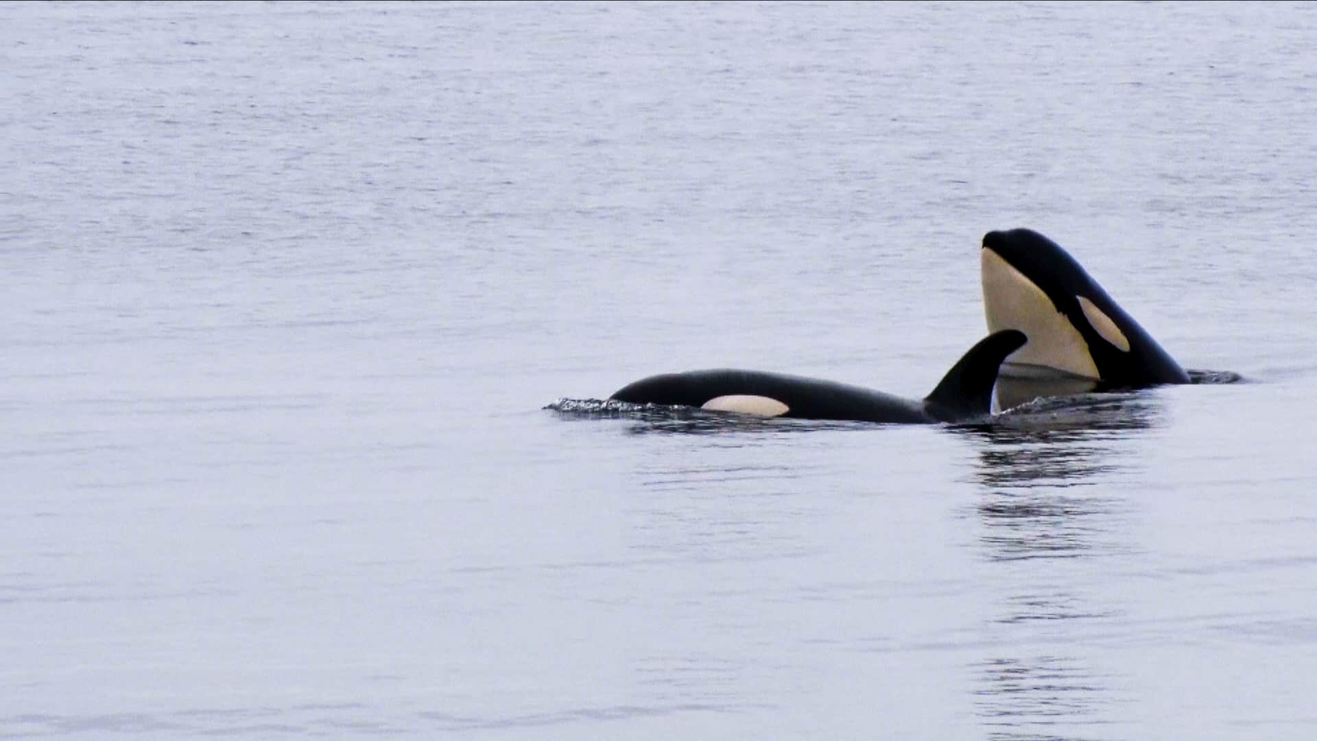 Radio Free Orca: A Broadcast for World Peace - American Conservation ...