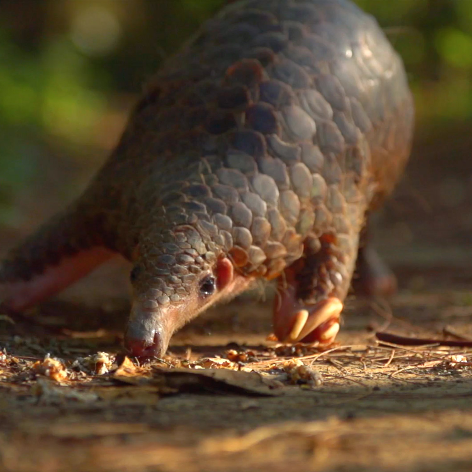 Pangolin - American Conservation Film Festival | ACFF